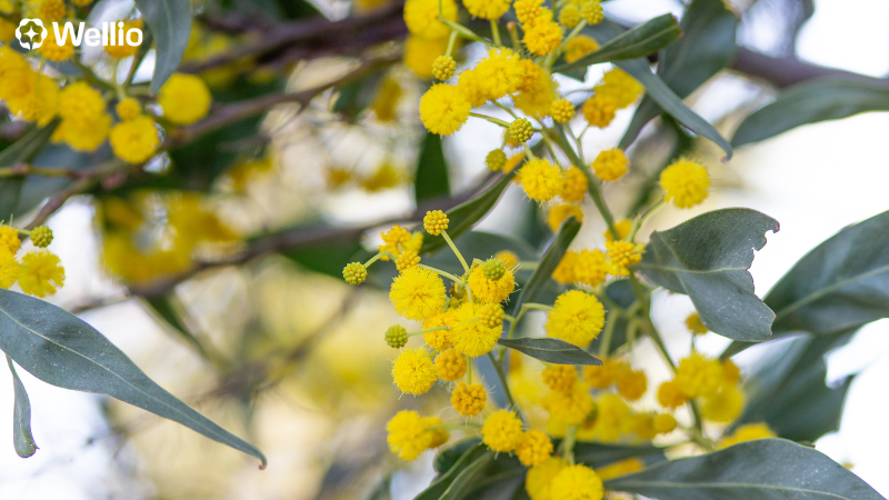 Acacia fiber: Benefits, side effects, and the best ways to use it dail ...
